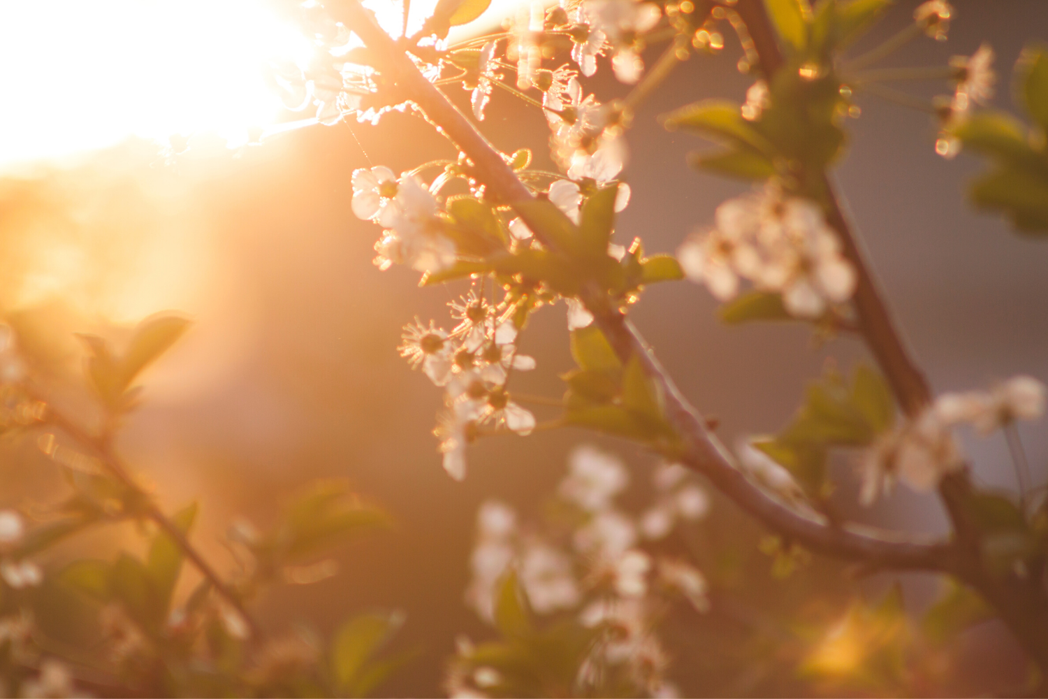 About Kristin Murrell Photography | Stevensville MD Photographer